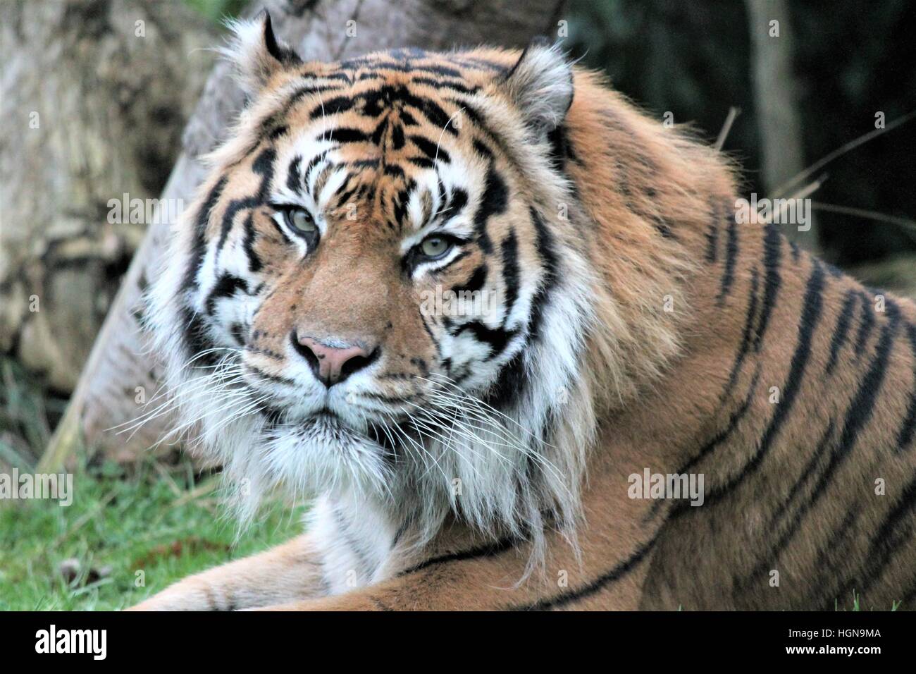 Sunda island tiger hi-res stock photography and images - Alamy