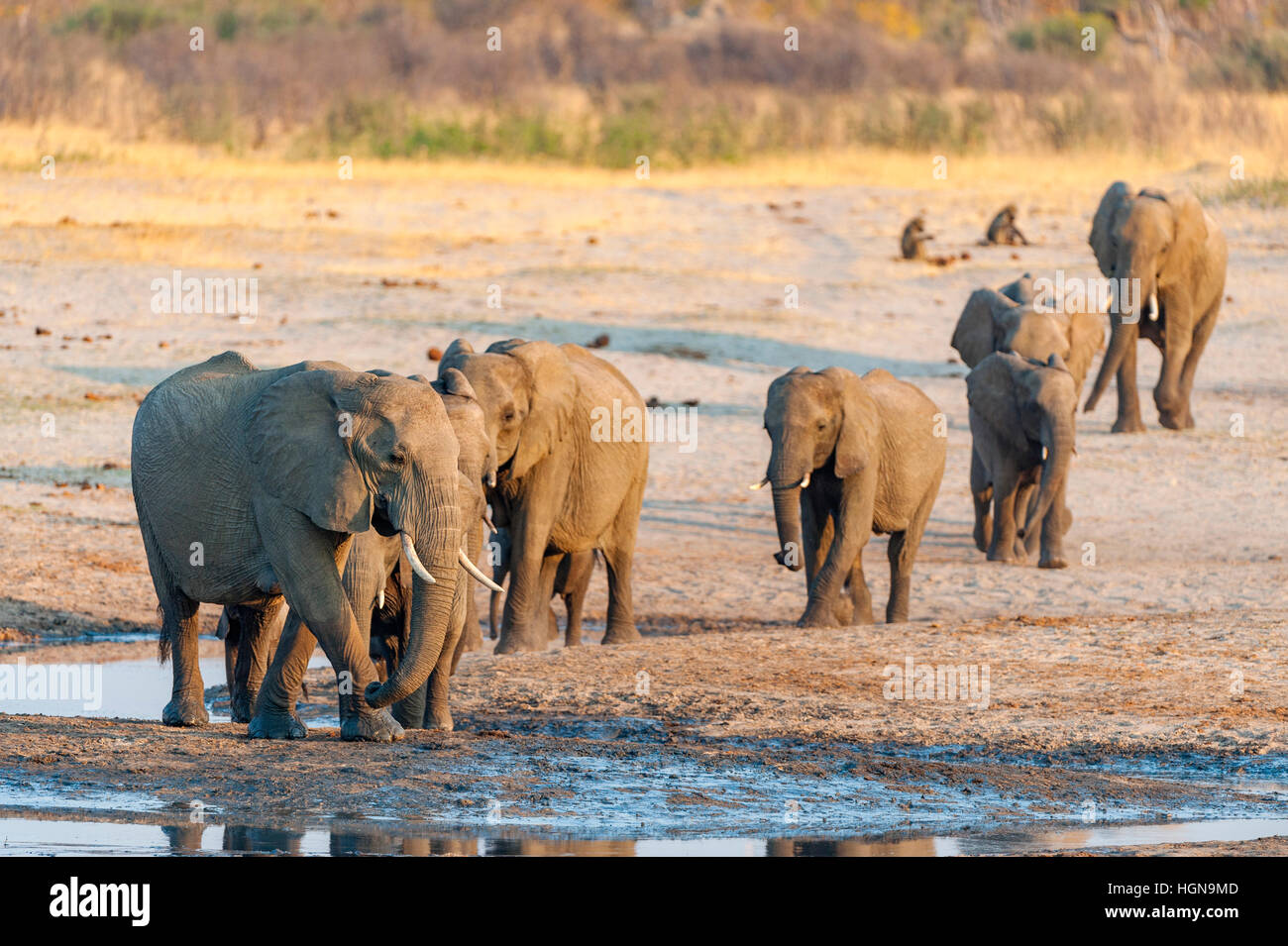 African elephant large herd water running Hwange Stock Photo - Alamy