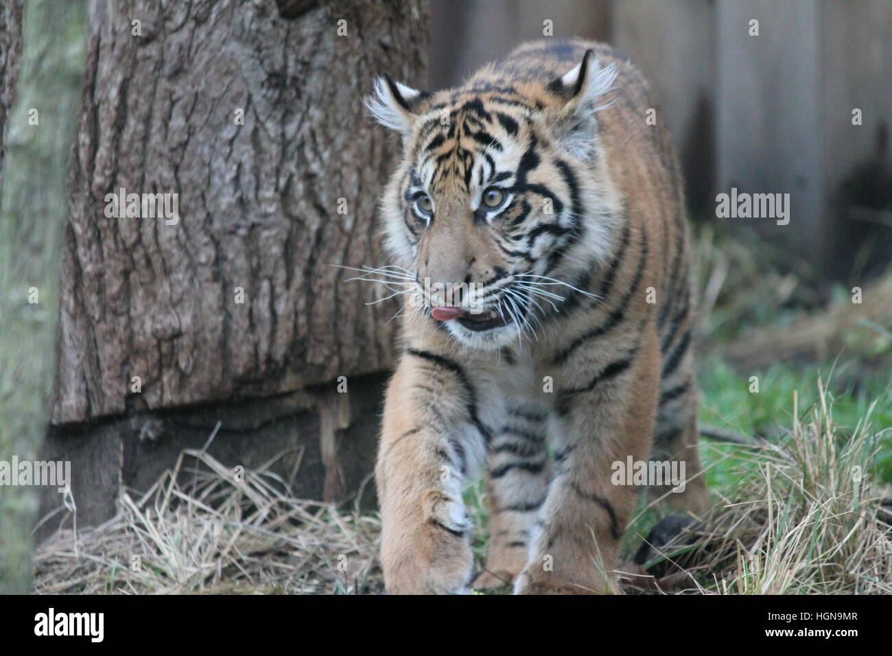 tiger cub Sumatran young baby playing Stock Photo - Alamy