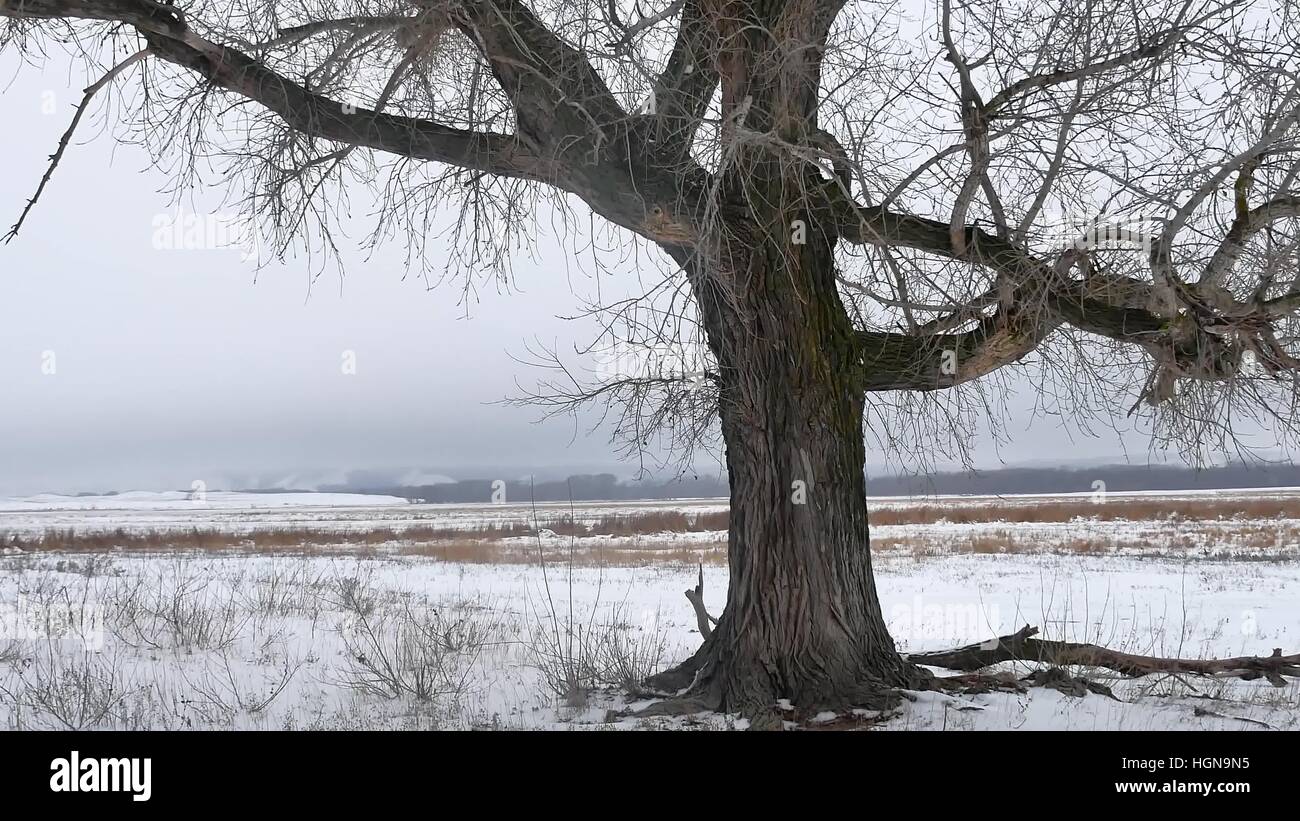 dry the grass marsh winter reed beautiful cold nature landscape Stock ...