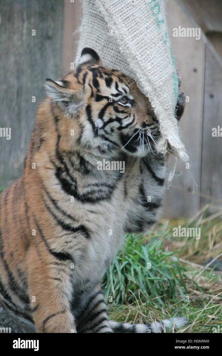 Tiger rag hi-res stock photography and images - Alamy