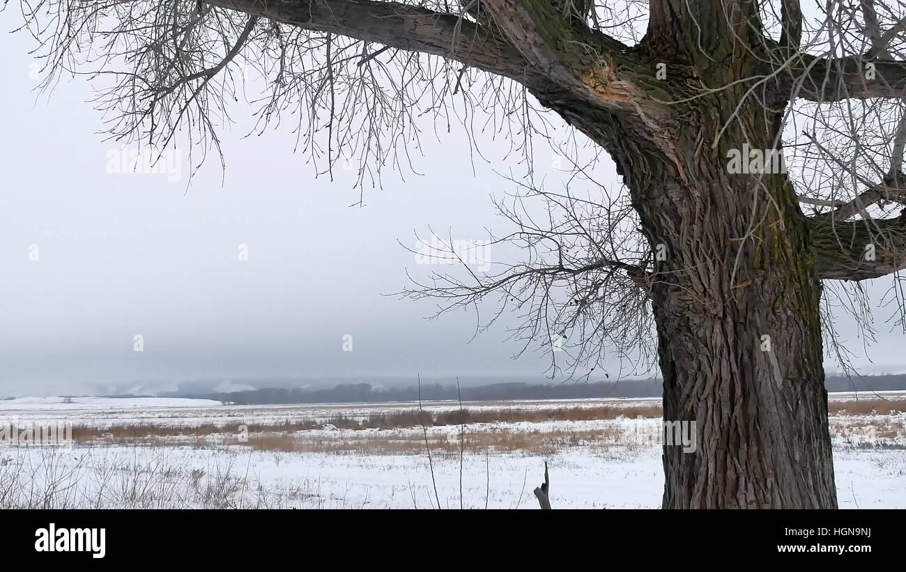 dry the grass marsh winter reed beautiful cold nature landscape Stock ...