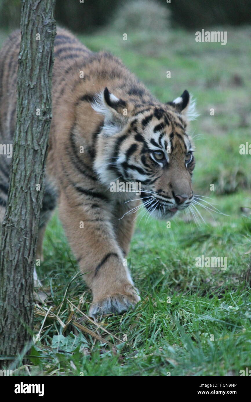 tiger cub Sumatran young baby playing Stock Photo - Alamy