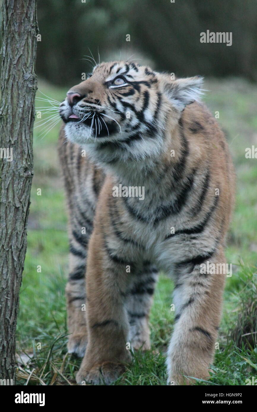 tiger cub Sumatran young baby playing Stock Photo - Alamy