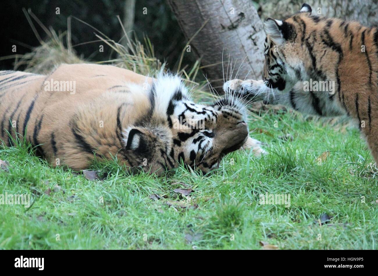 tiger cub Sumatran young baby playing Stock Photo - Alamy