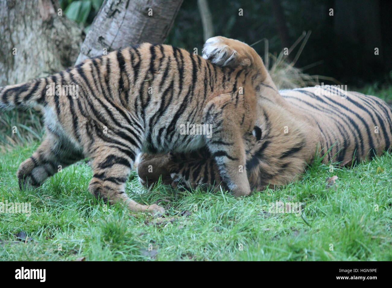 tiger cub Sumatran young baby playing Stock Photo - Alamy