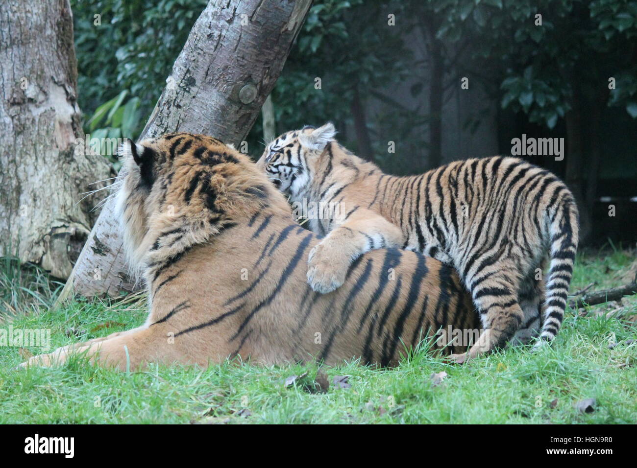 tiger cub Sumatran young baby playing Stock Photo - Alamy