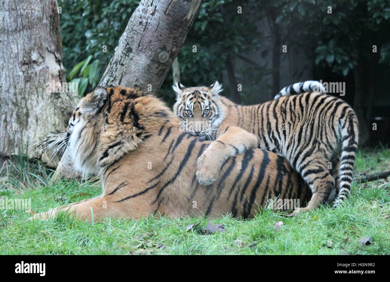 tiger cub Sumatran young baby playing Stock Photo - Alamy