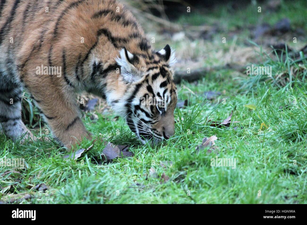 tiger cub Sumatran young baby playing Stock Photo - Alamy