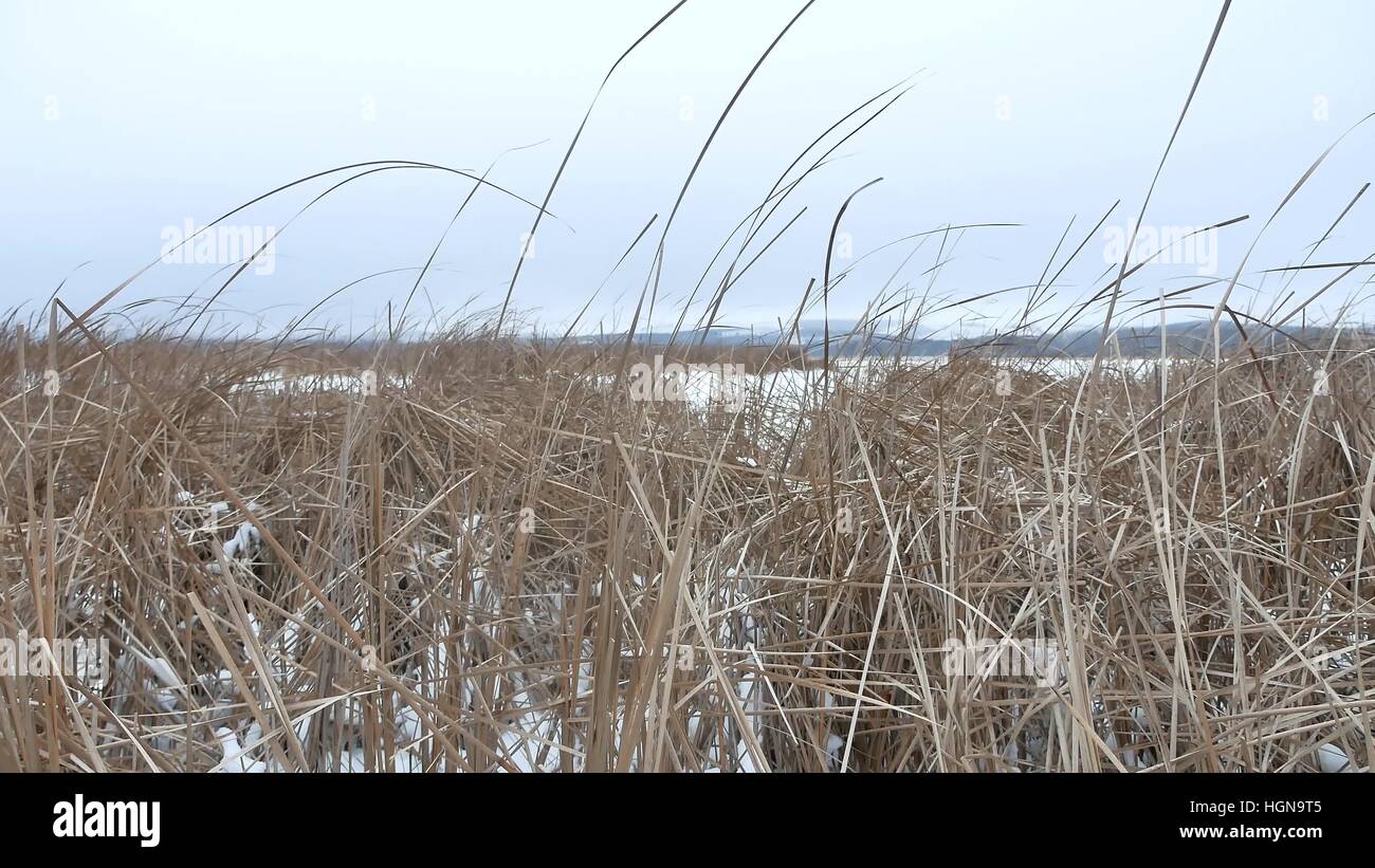 Marsh spike rush hi-res stock photography and images - Alamy