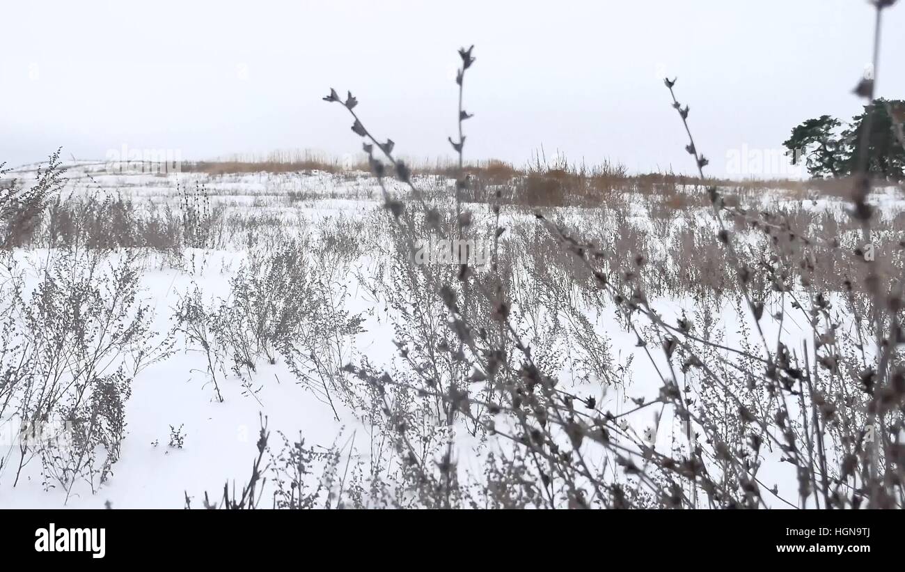 dry grass field winter nature snow winter the landscape Stock Photo - Alamy