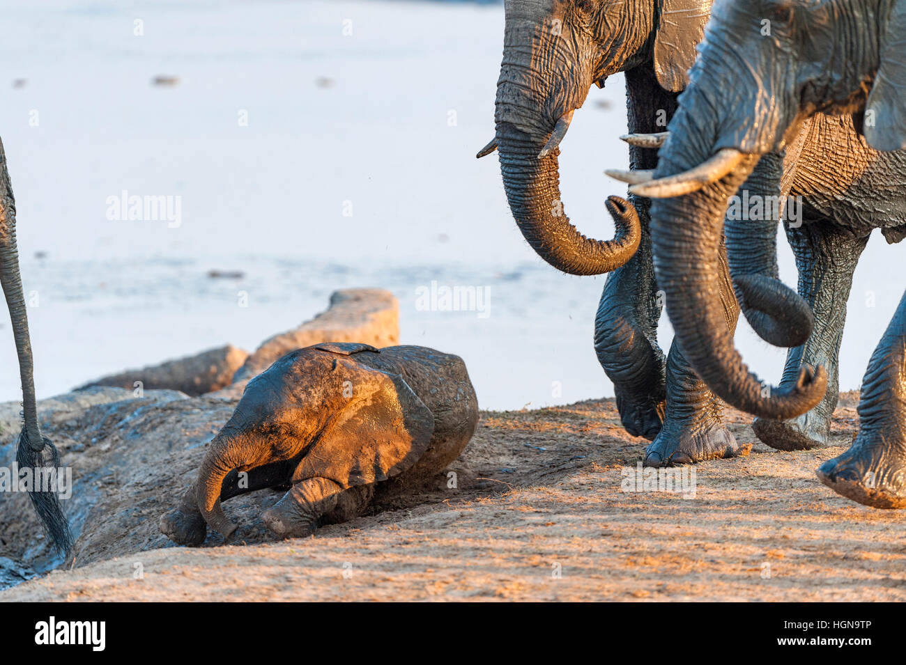 African Elephant walking waterhole pan Hwange pair Stock Photo - Alamy