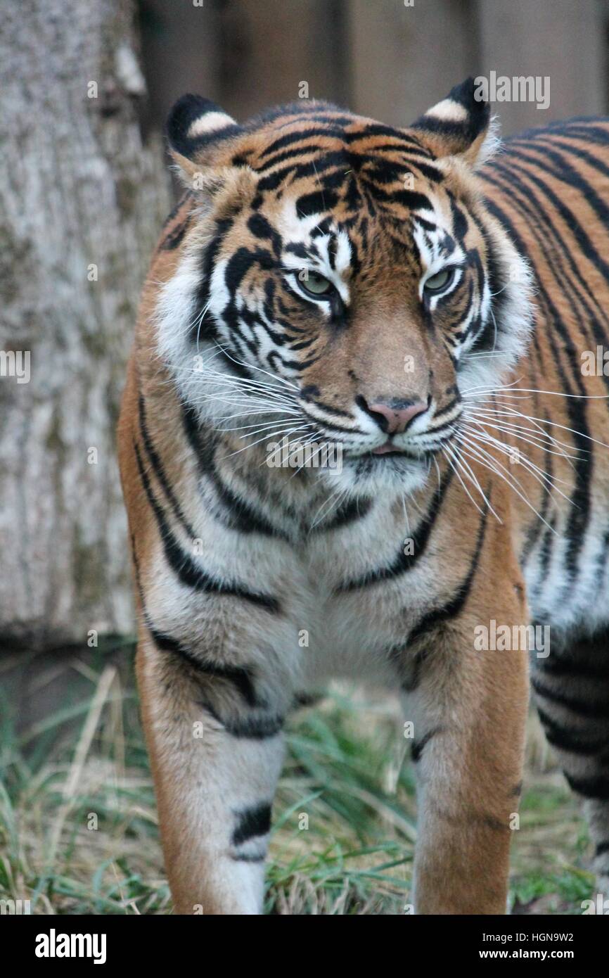 tiger striped from Sumatra Sumatran close up endangered Stock Photo - Alamy