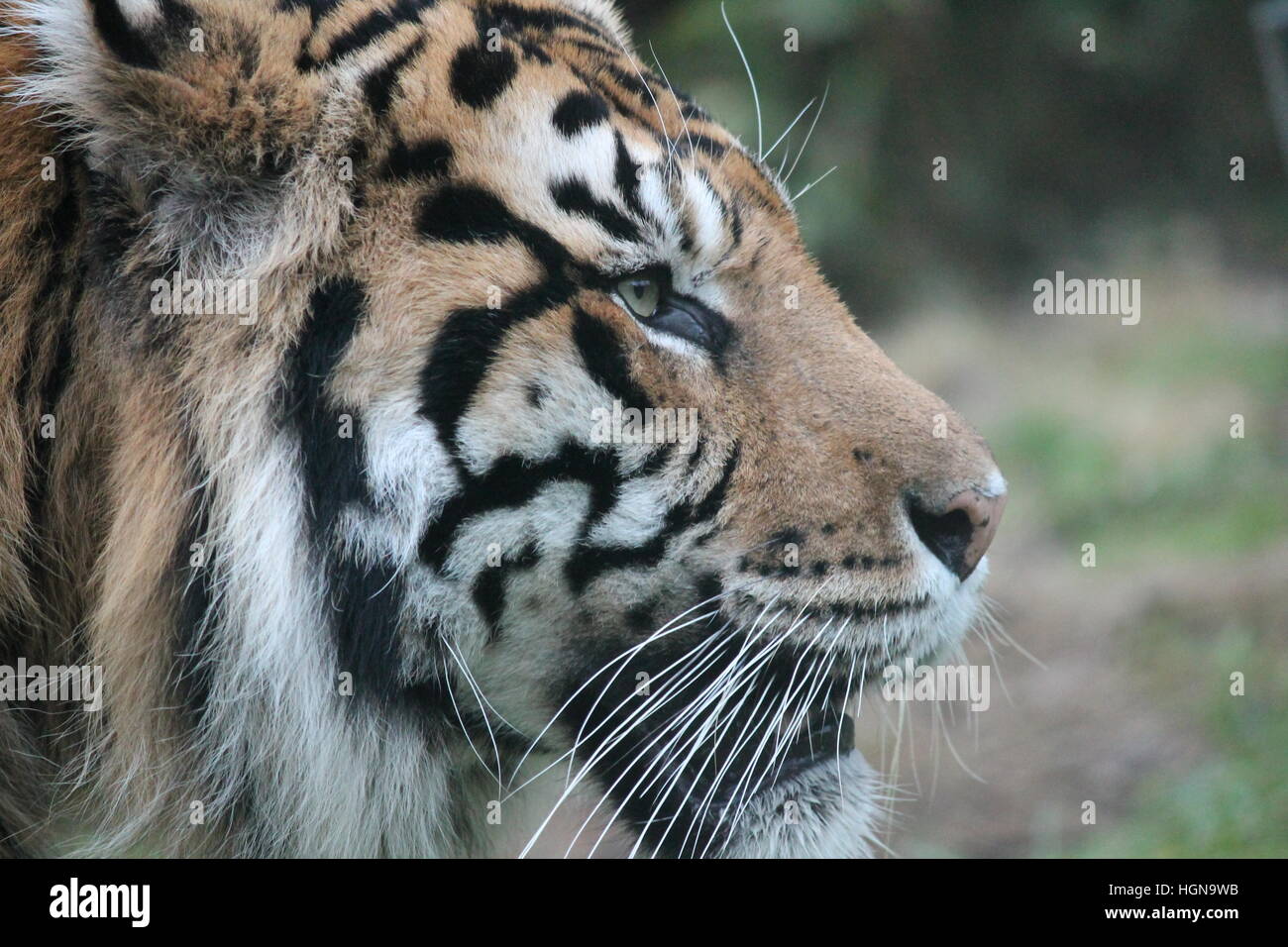 Sunda island tiger hi-res stock photography and images - Alamy