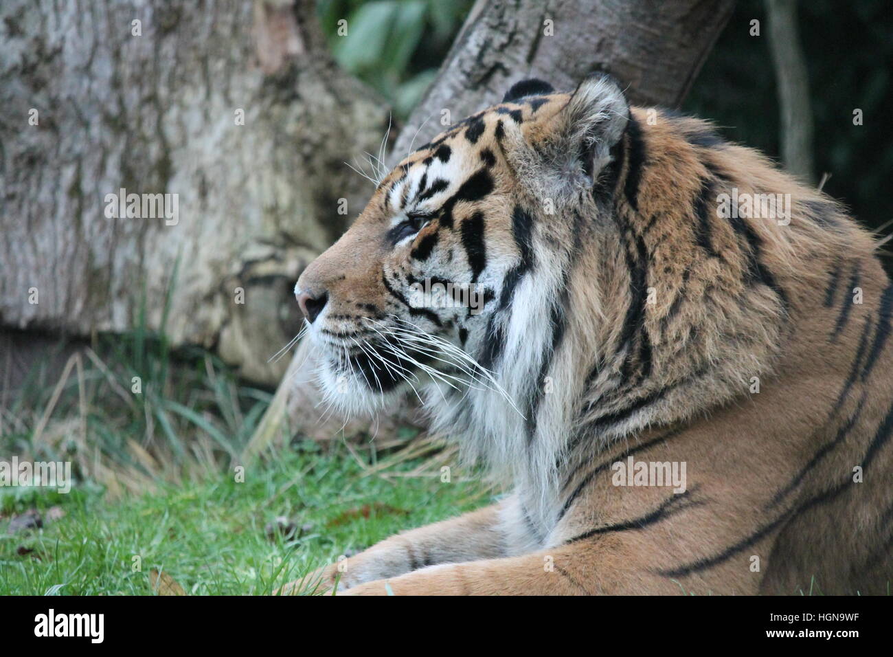 tiger : Sumatran tiger (Panthera tigris sumatrae) is a rare tiger ...