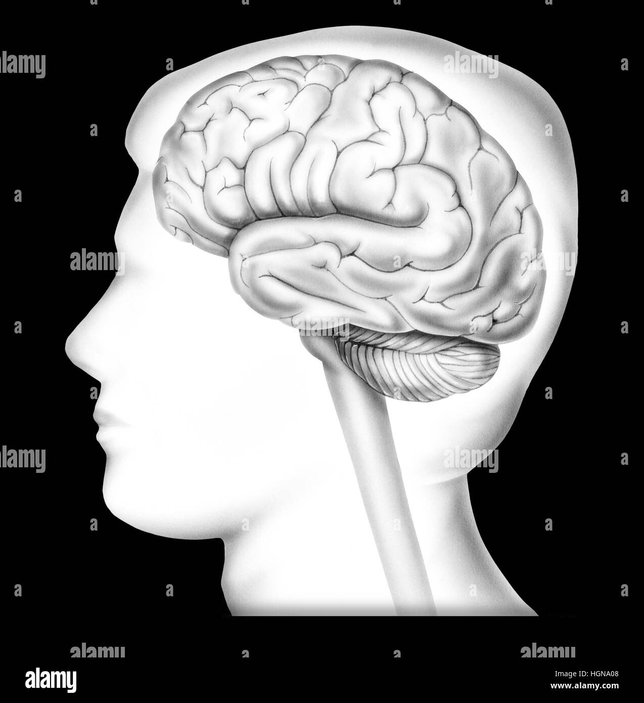 Brain stem Black and White Stock Photos & Images - Alamy