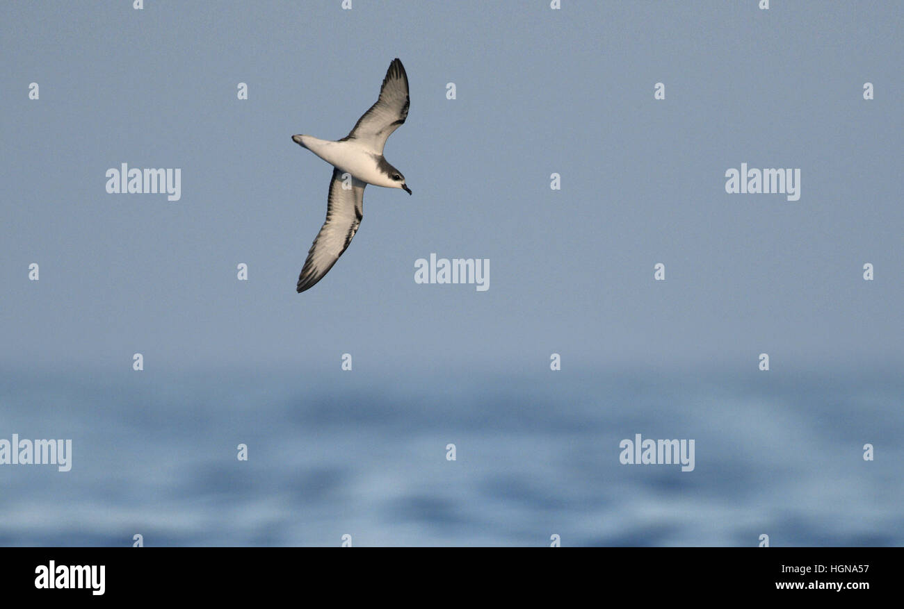 Pterodroma hi-res stock photography and images - Alamy