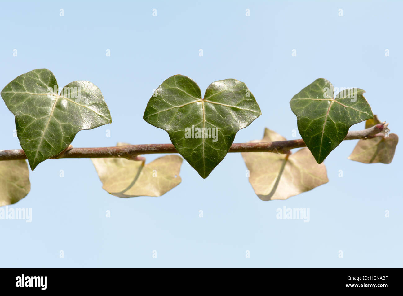 Ivy (hedera helix) leaves on branch Stock Photo - Alamy