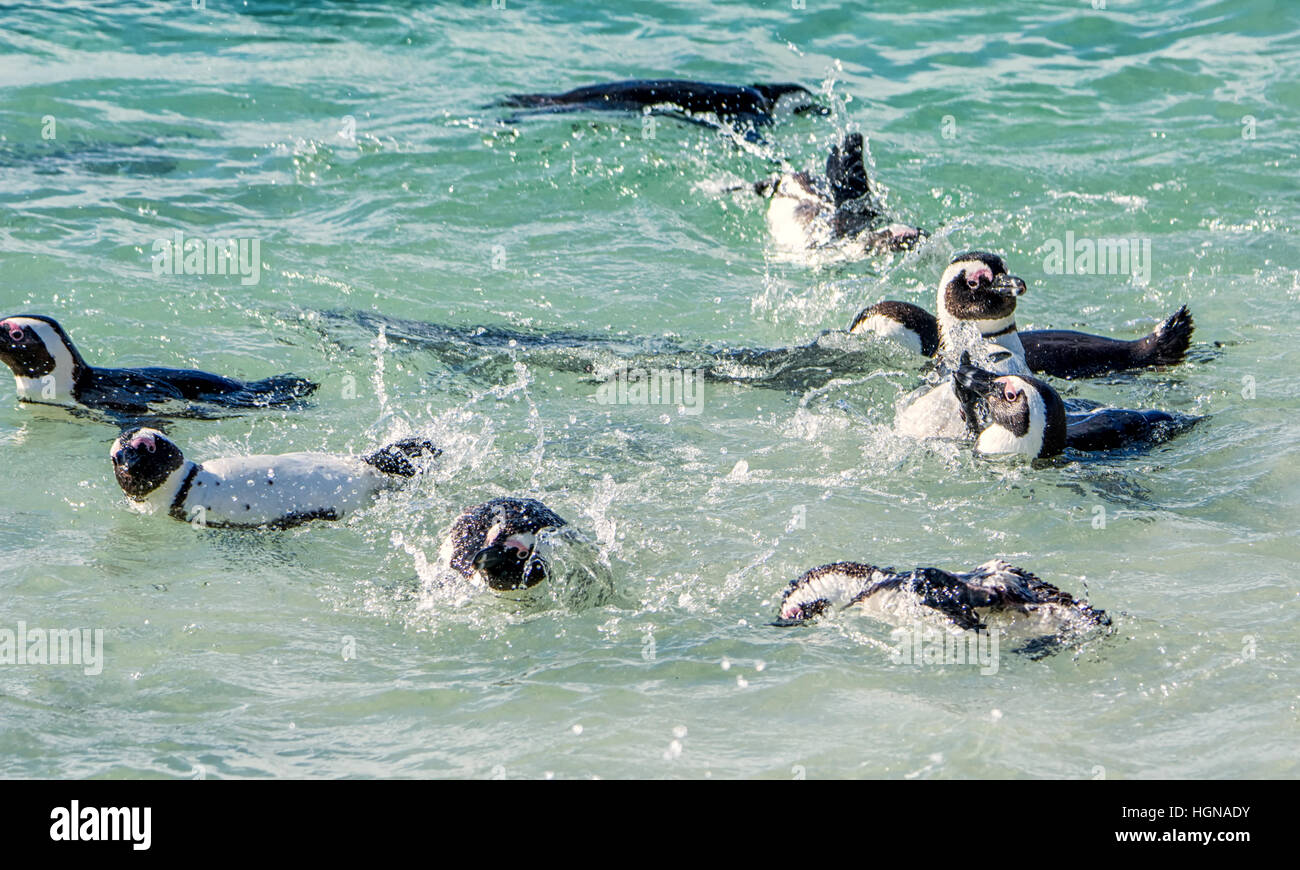 African Penguins swimming in the ocean in the Western Cape, South ...