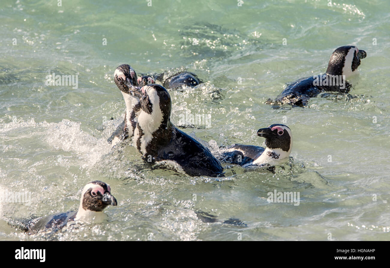 African Penguins swimming in the ocean in the Western Cape, South ...
