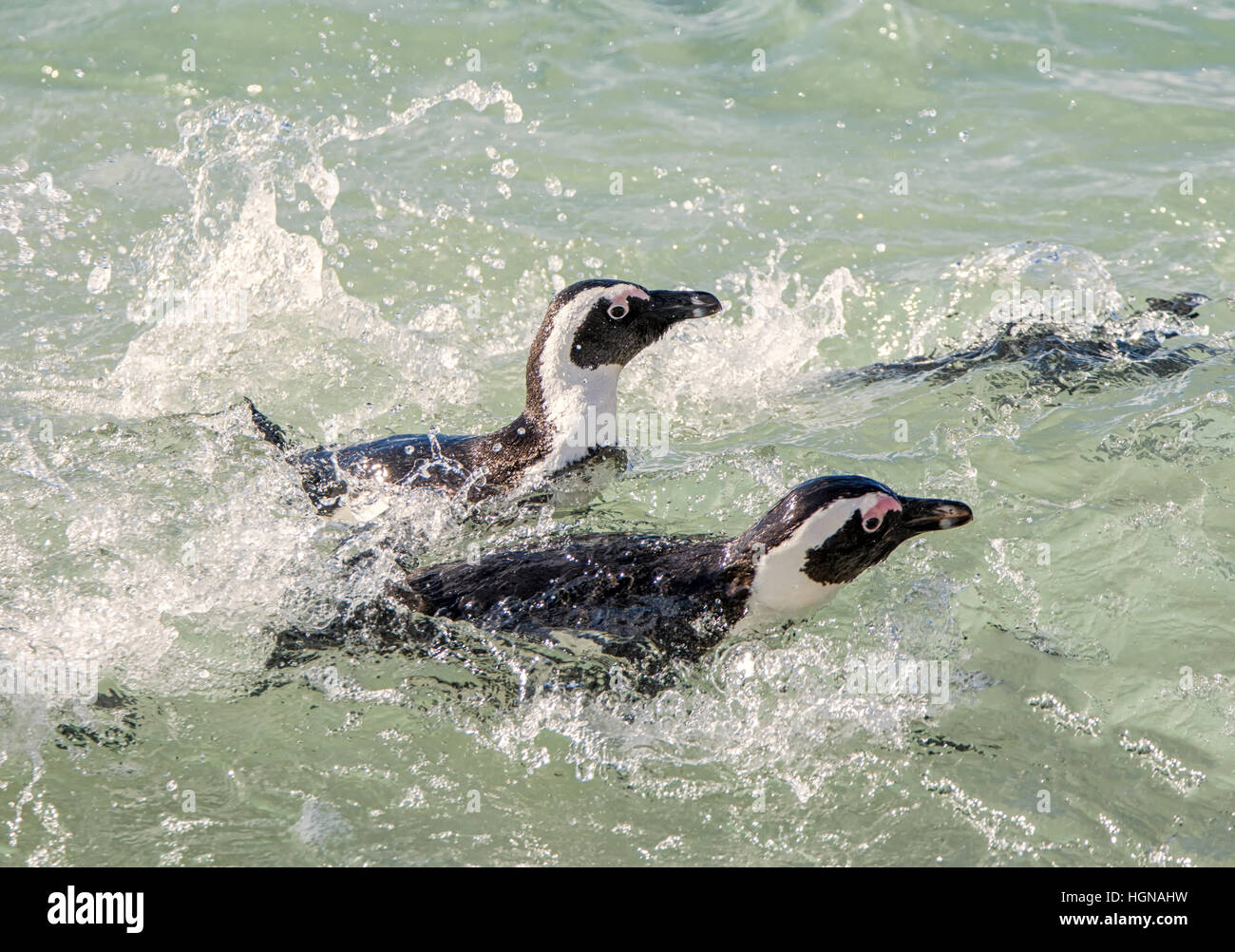 African Penguins swimming in the ocean in the Western Cape, South ...