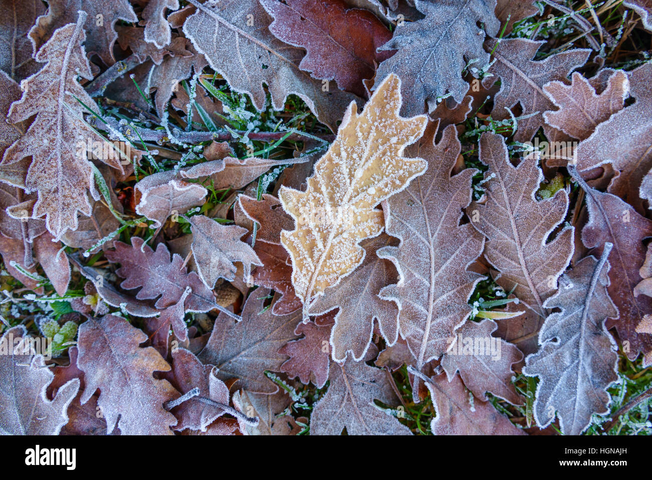 Frozen oak tree hi-res stock photography and images - Alamy