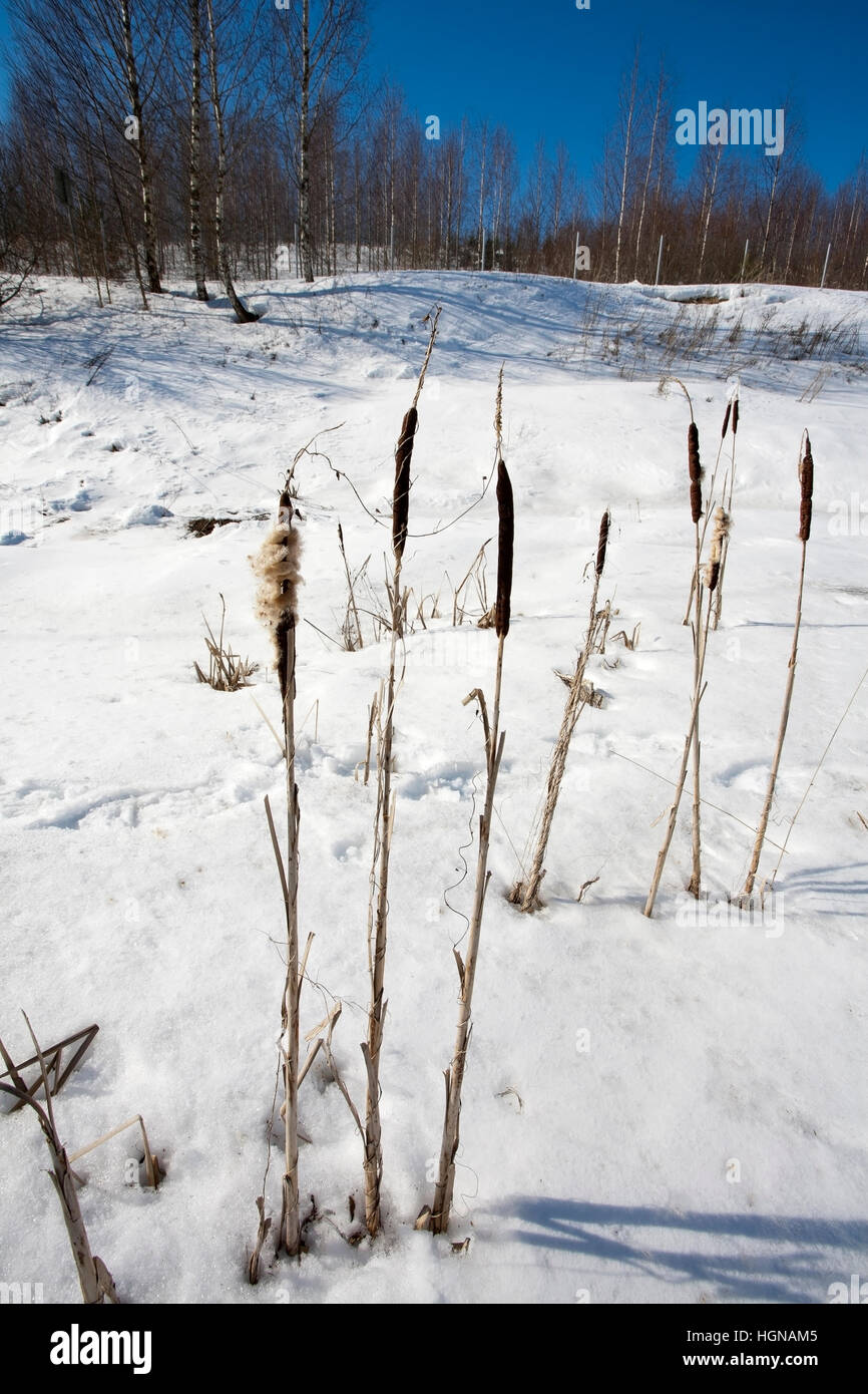Typha latifolia seed heads, Finland Stock Photo - Alamy