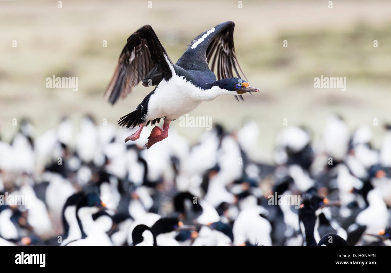 King Cormorant and colony on Bleaker Island in the Falklands Stock ...