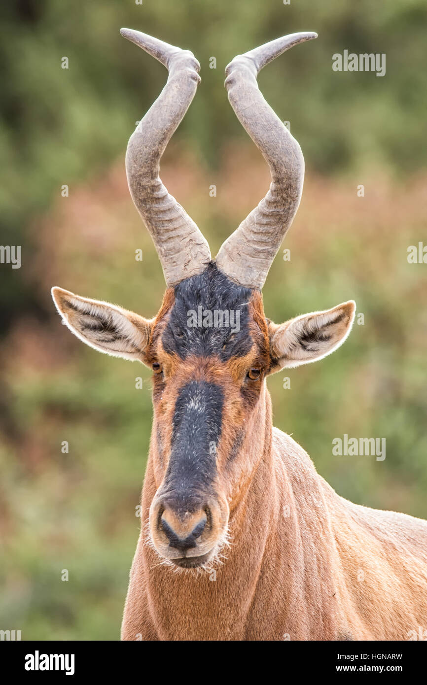 A closeup facial portrait of a Red Hartebeest antelope in Southern ...