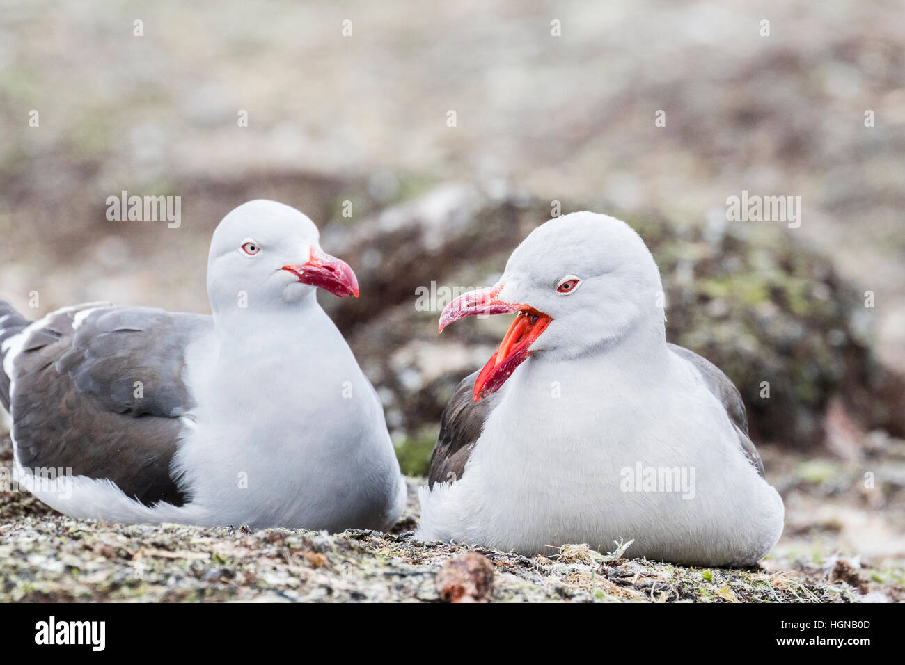 Dolphin Gull on Bleaker Island in the Falklands Stock Photo - Alamy