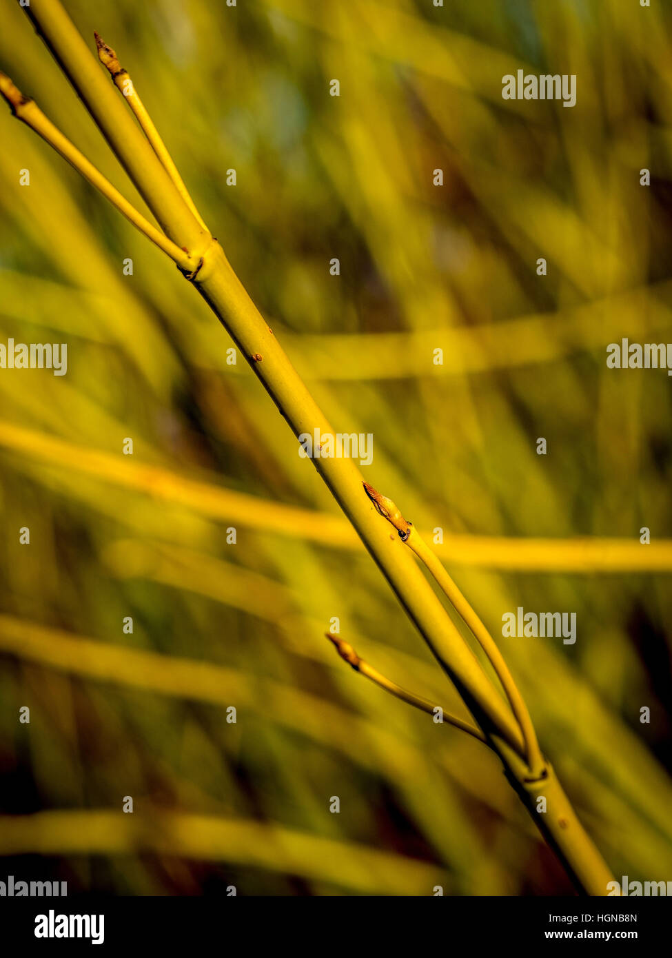Cornus sericea "Budd's Yellow" winter stems in garden Stock Photo - Alamy
