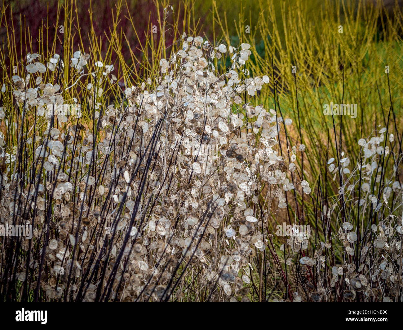 Border garden winter hi-res stock photography and images - Alamy