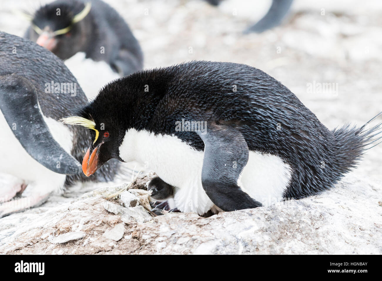 Penguin rockhopper chick hi-res stock photography and images - Alamy