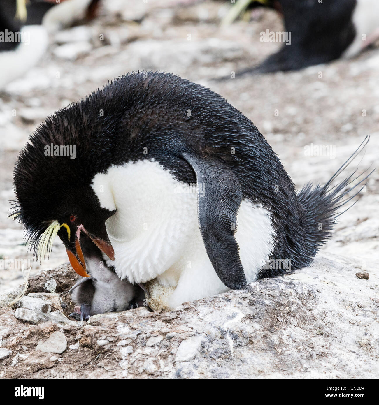 Penguin rockhopper chick hi-res stock photography and images - Alamy