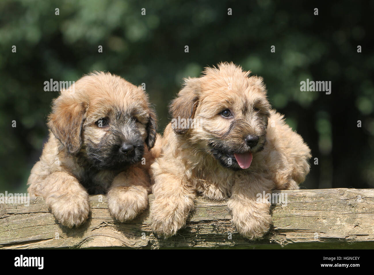 dog Catalan Sheepdog / Gos d'atura català two puppies puppy lying on a ...