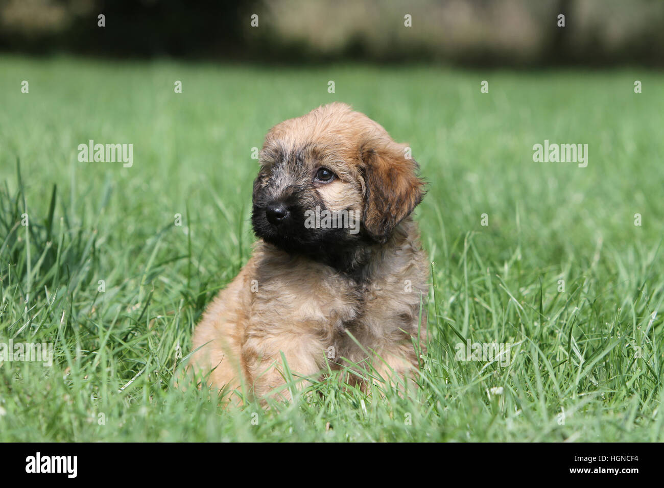 dog Catalan Sheepdog / Gos d'atura català puppy sitting in a garden ...