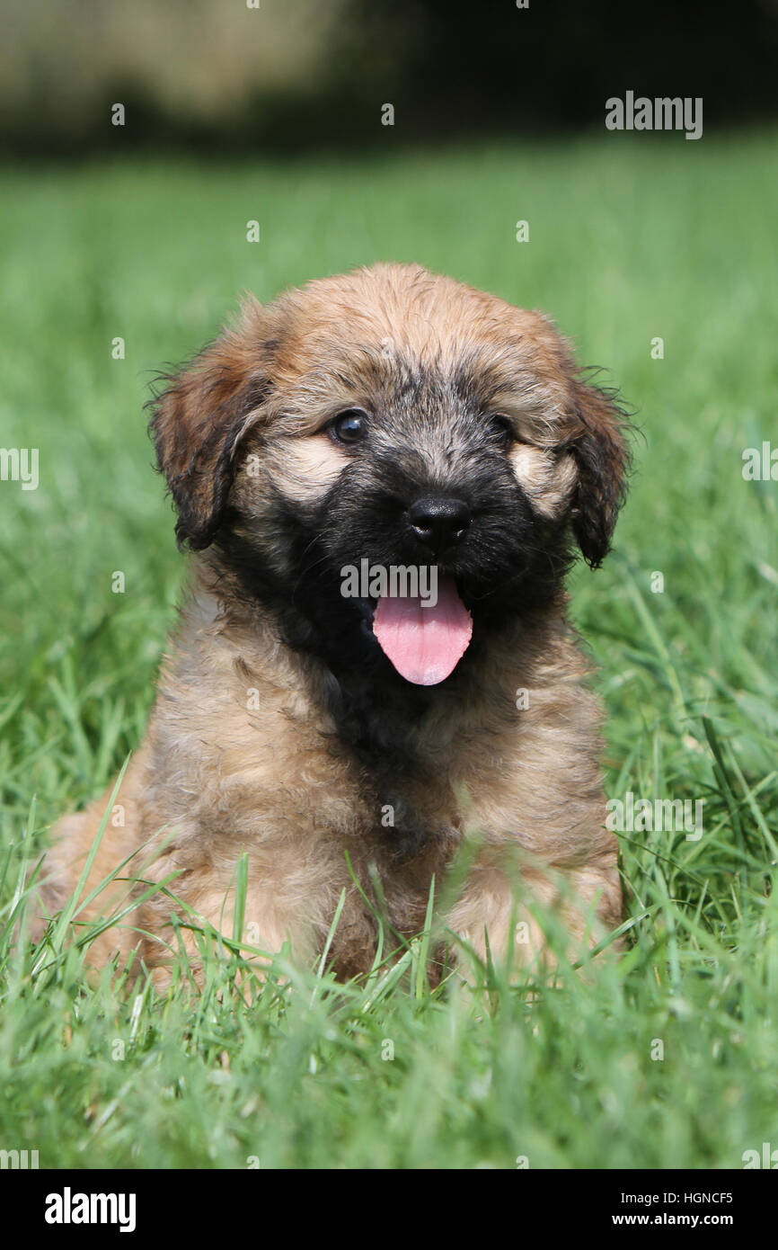 dog Catalan Sheepdog / Gos d'atura català puppy sitting in a garden ...