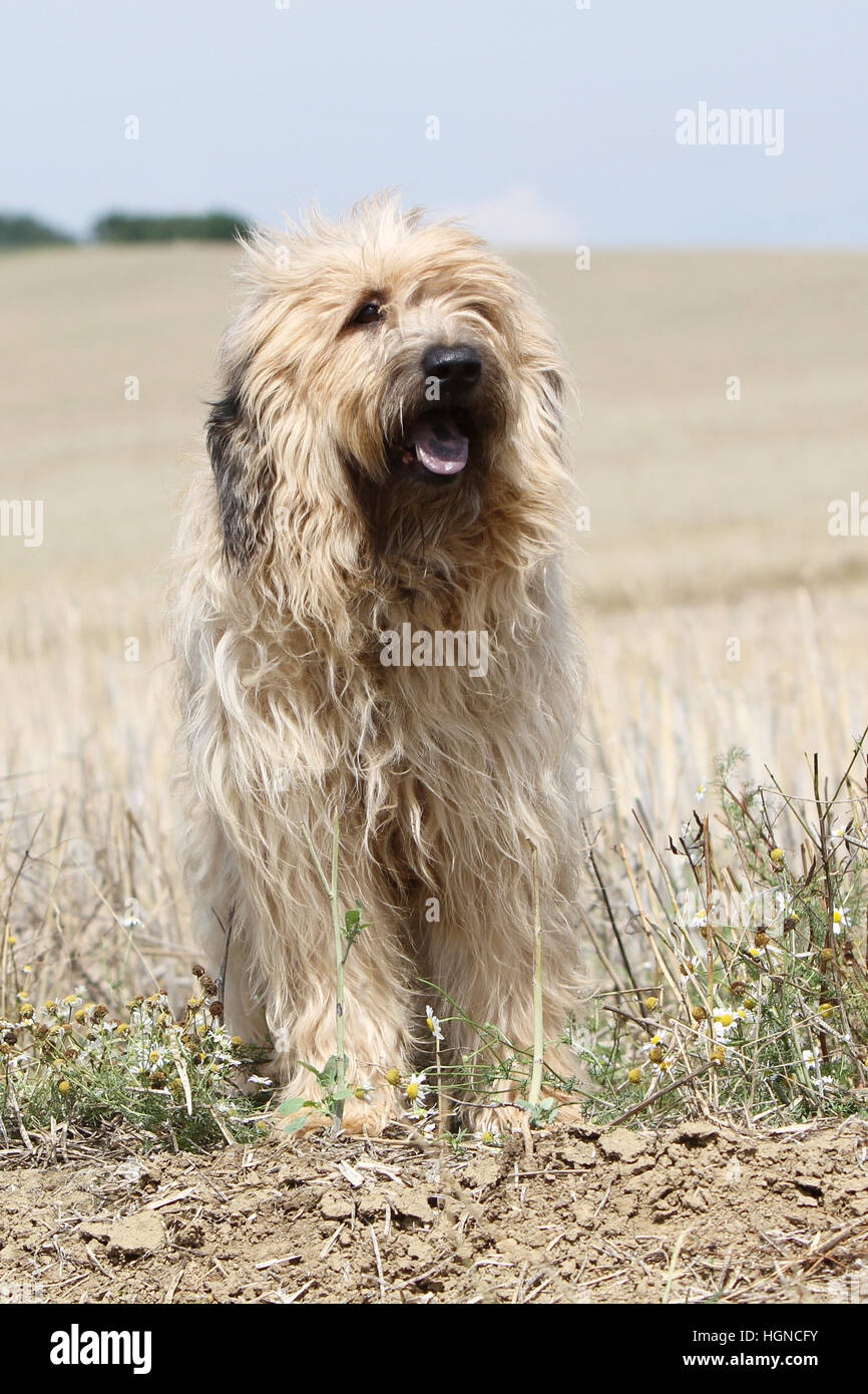 dog Catalan Sheepdog / Gos d'atura català adult standing in a field ...