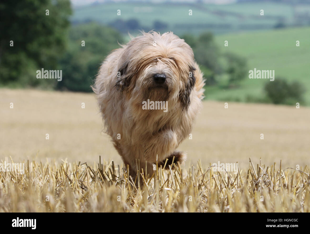 dog Catalan Sheepdog / Gos d'atura català adult (gray) running in a ...