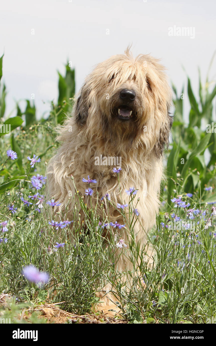 Sheepdogs in grass field hi-res stock photography and images - Alamy