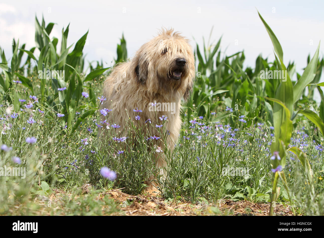 Sheepdogs in grass field hi-res stock photography and images - Alamy