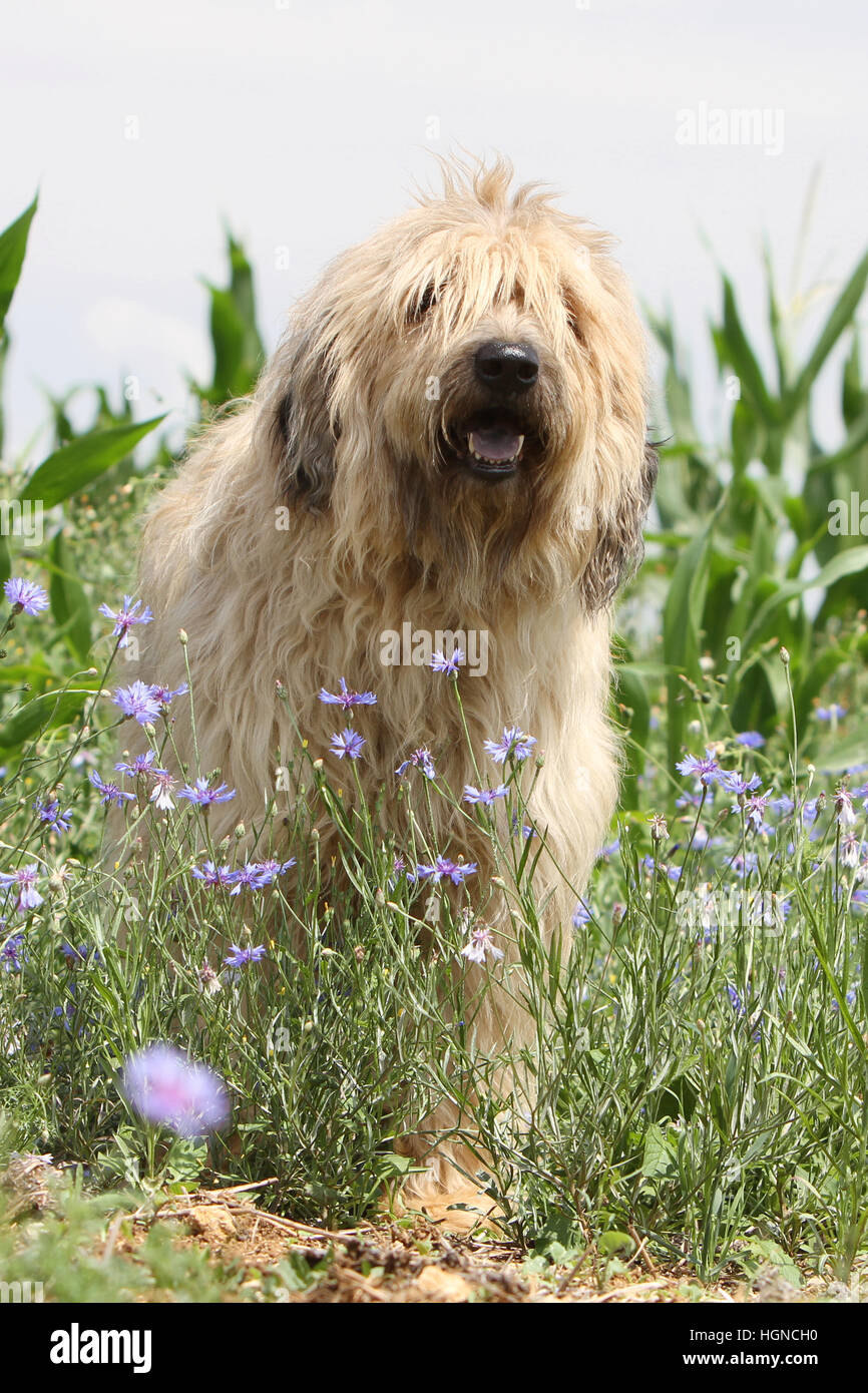 Sheepdogs in grass field hi-res stock photography and images - Alamy
