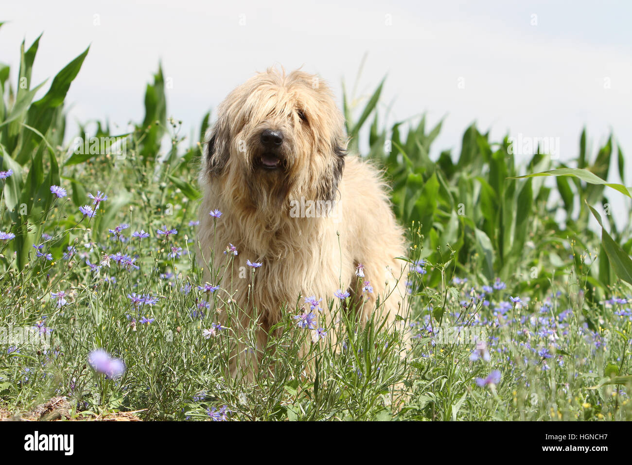 Sheepdogs in grass field hi-res stock photography and images - Alamy