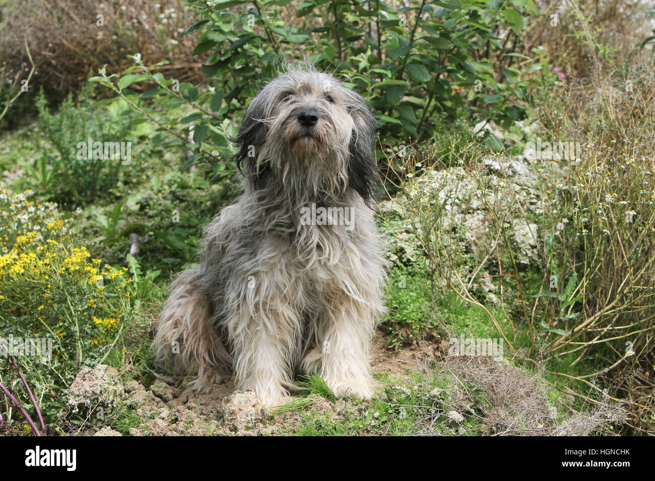 dog Catalan Sheepdog / Gos d'atura català adult gray Stock Photo - Alamy