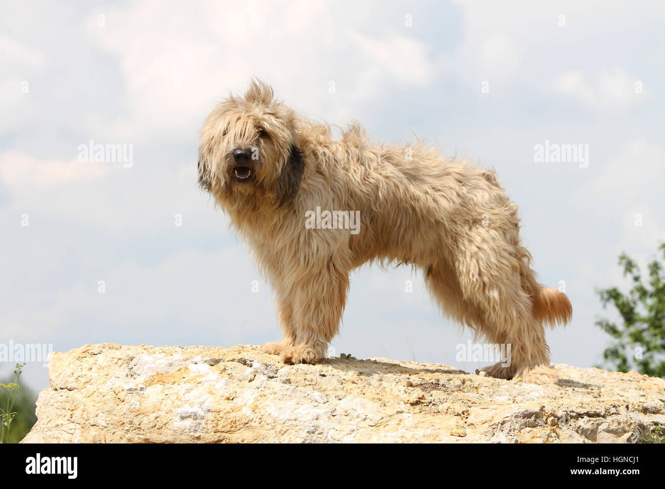 dog Catalan Sheepdog / Gos d'atura català adult ( fawn ) standing on a ...