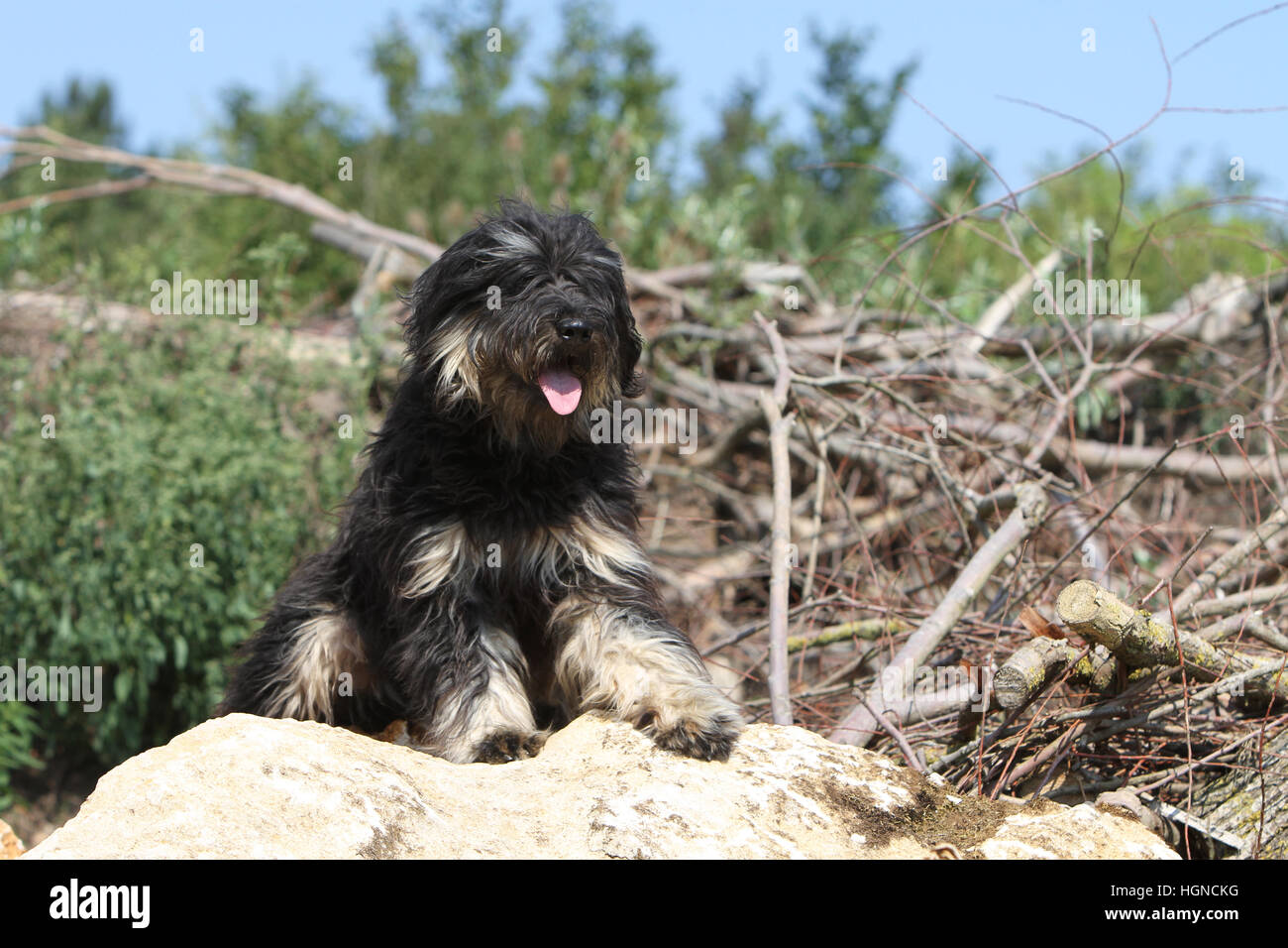 dog Catalan Sheepdog / Gos d'atura català adult black sitting on a rock ...