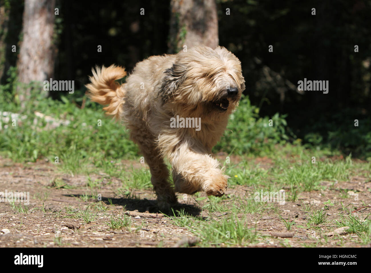 dog Catalan Sheepdog / Gos d'atura català adult fawn running Stock ...