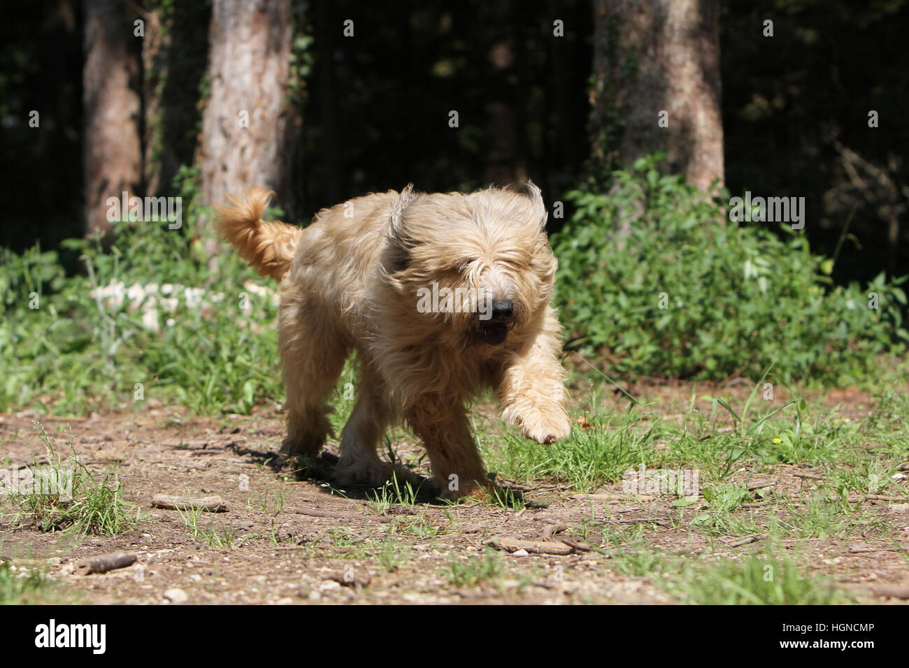 dog Catalan Sheepdog / Gos d'atura català adult fawn running Stock ...