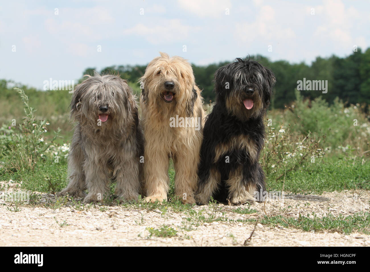 dog Catalan Sheepdog / Gos d'atura català two adults ( black and fawn ...