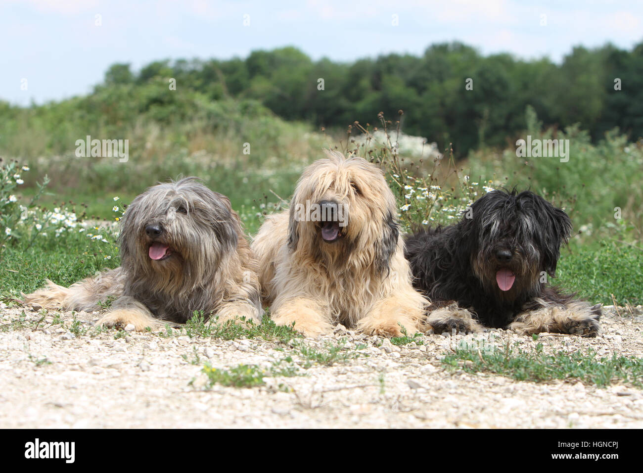 dog Catalan Sheepdog / Gos d'atura català two adults ( black and fawn ...